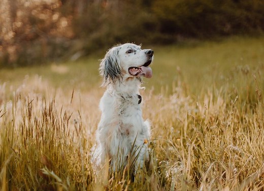 Contact Dermatitis in Dogs: Common Causes and How To Help Your Pet