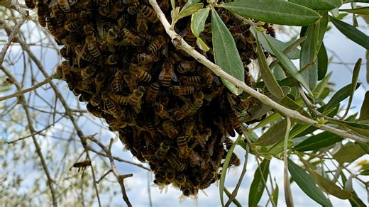 Bee Swarm 101: How to Capture Wild Honey Bees Safely