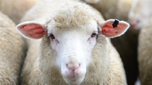 Electronic tag mandate kicks in for all sheep