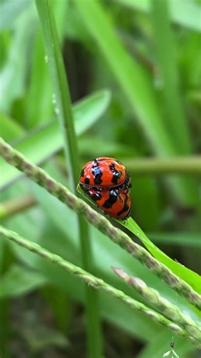 The Secret Life of Ladybirds 🐞
