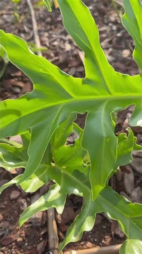 SISTEMA IRRIGAÇÃO POR GOTEJAMENTO