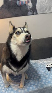 MY HUSKY TURNED THE XBOX ON!😳🤣 I guess there’a nothing a husky can’t do?🫣 @_mayahuskyy #huskyworld #funnyvideos #dogscorner | Maya The Husky