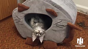 2.3K reactions · 138 shares | America's #1 Pet Insurance. Plans that cover wellness, accidents, illnesses & more. Use any vet. Multiple pet discount. | Nationwide Pet | Facebook