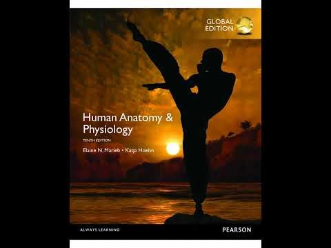 Fundamentals of the Nervous System and Nervous Tissue | Chapter 12 - Human Anatomy & Physiology