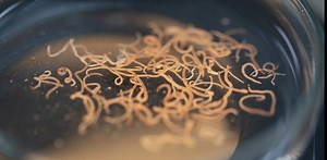 Why do scientists care about worms?