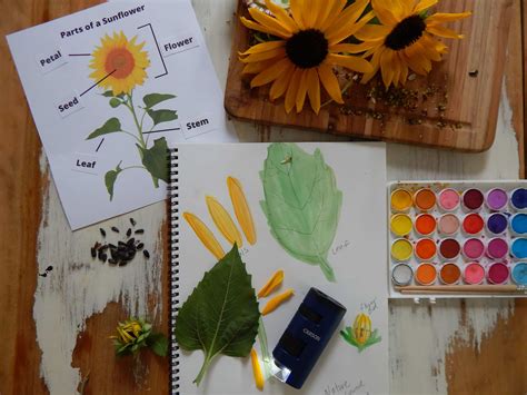 Parts Of A Sunflower And Their Functions Infoupdate Org