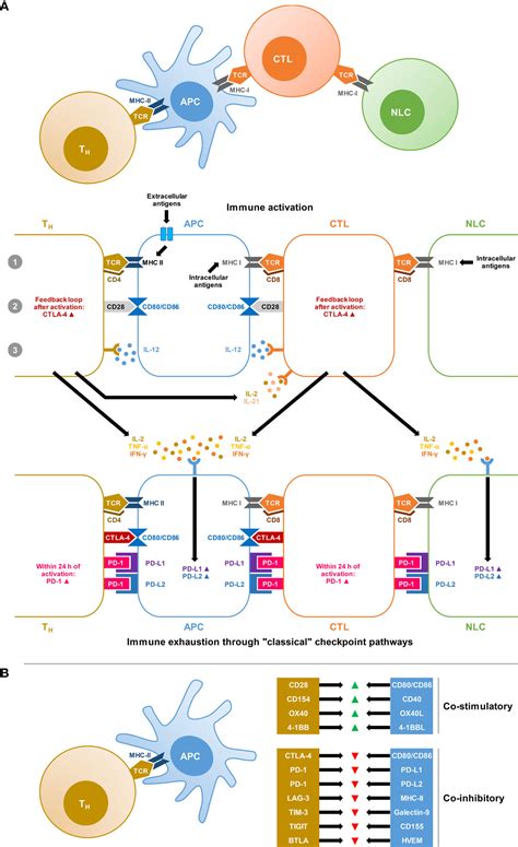 Frontiers Checkpoint Inhibitors As Immunotherapy For Fungal