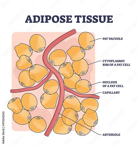 Adipose Tissue Or Body Fat Anatomical Inner Cell Structure Outline