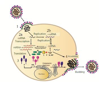 Mumps Virus Structure And Function Lesson Study