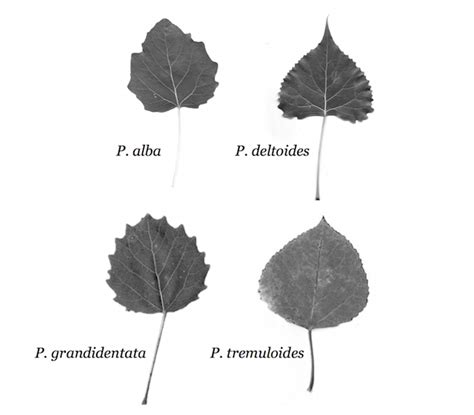 Aspen Poplar Species Campus Trees