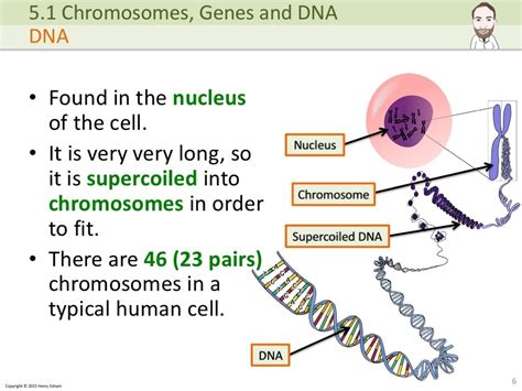 IGCSE Chromosomes Genes And DNA