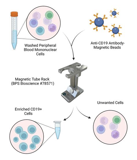 Isolation Of Primary Cell Samples A Flow Chart Showing The Isolation
