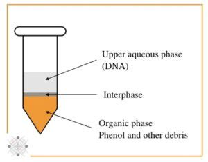 10 Different Types Of DNA Extraction Methods Updated