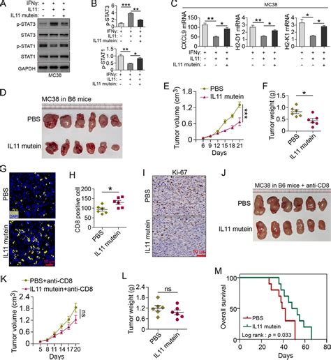 IL11 Mutein Competitively Inhibit IL11 To Upregulate CXCL9 And MHC I In