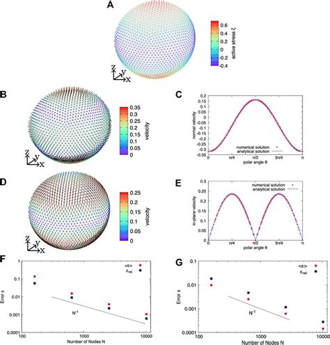 Frontiers A Three Dimensional Numerical Model Of An Active Cell