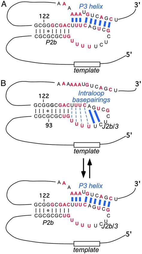 functional analysis of the pseudoknot structure in human telomerase rna pnas