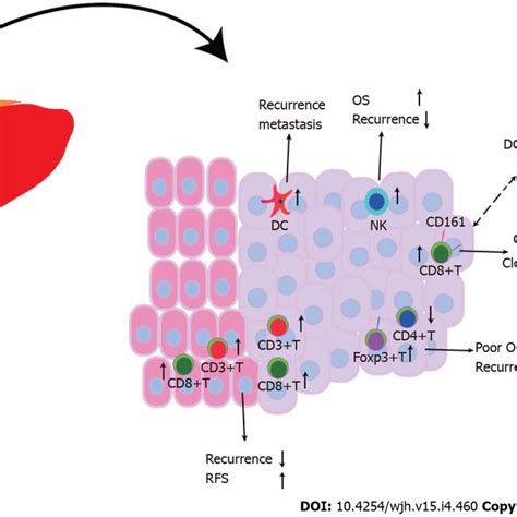 Mechanism Of Action Of Immune Cells Under Investigation For Recurrence