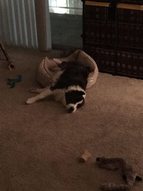 She Can Barely Fit In It Anymore But Shes Sure As Heck Gonna Try Rbordercollie
