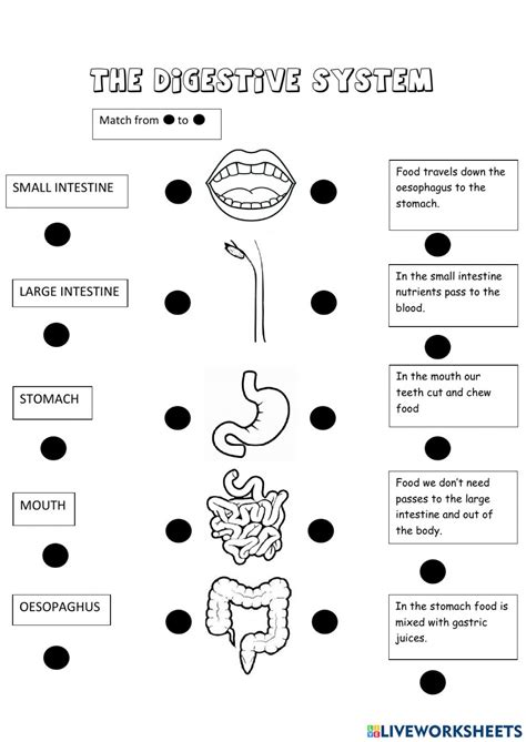 Digestive System Activities 5th Grade