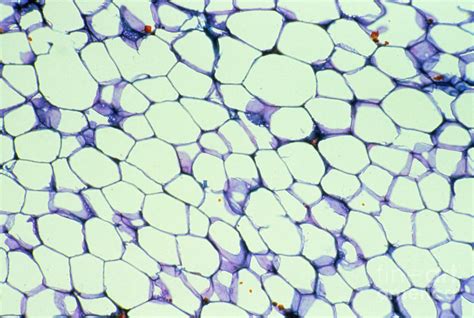 Adipose Tissue Under Microscope