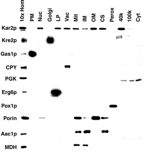 Immunoblot Analysis Of Subcellular Fractions G Protein Of The Cell