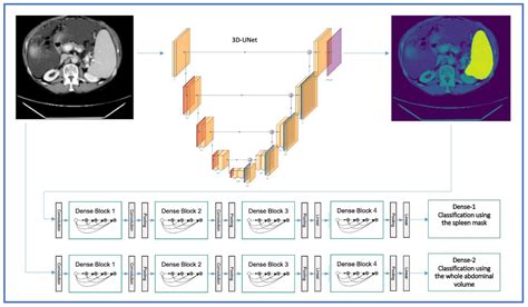 cancers free full text two stage deep learning model for automated segmentation and