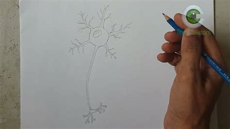 Science Diagrams Neurons Learn To Draw Arts And Crafts Beginners