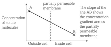 2 5 2 Diffusion Across Membranes Flashcards Quizlet