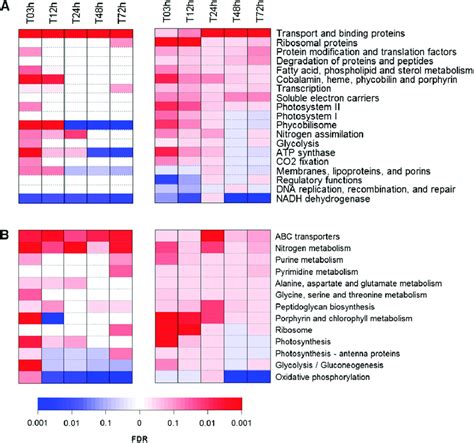 Enrichment Analysis Of Differential Gene Expression The Heatmaps
