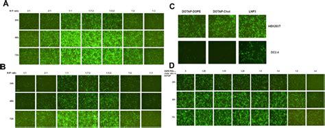 Investigation Of Cellular Association And Transfection Efficiency Of