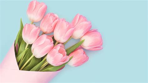 핑크 튤립 꽃다발 파란색 배경 640x1136 iPhone 5 5S 5C SE 배경 화면 그림 이미지