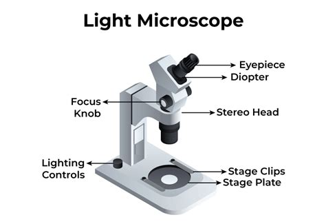 Parts Of A Microscope And Their Function
