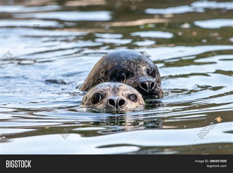 Two Common Seals Water Image Photo Free Trial Bigstock