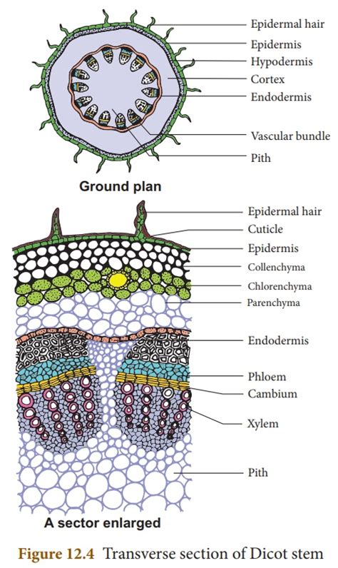 Parts Of Stem Diagram Stem Anatomy Stems Vascular Plant Tiss
