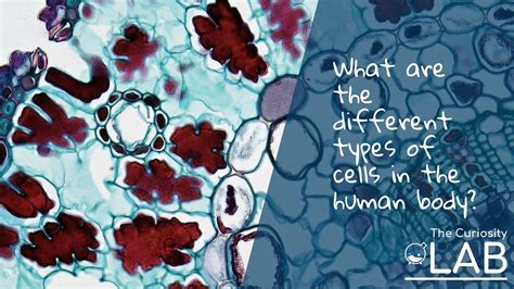 What Are The Different Types Of Cells In The Human Body YouTube