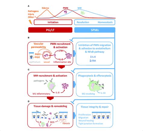 Illustration Of Specialized Pro Resolving Mediators SPMs Multiple