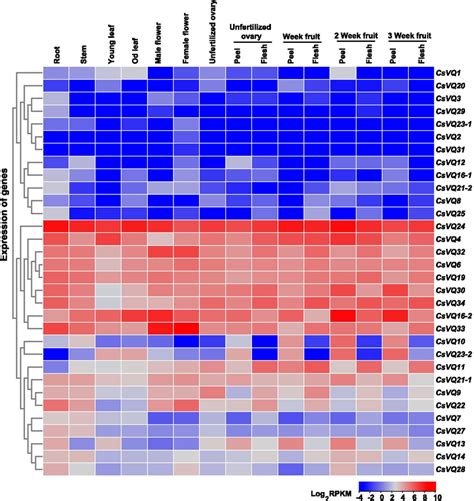Gene Expression Profiles In Different Tissues Heatmap Of 32 CsVQ Gene