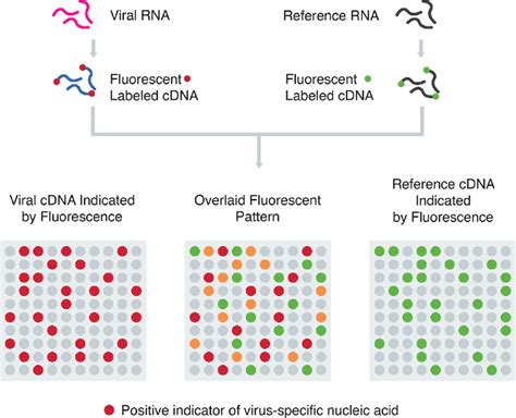 nucleic acid hybridization using microarray viral cdna and reference download scientific