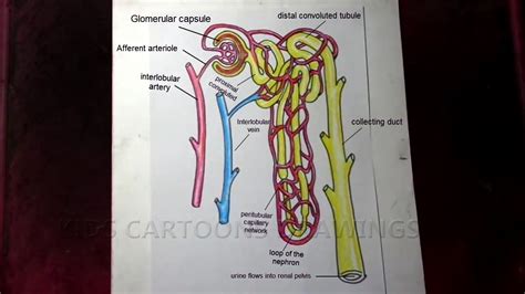 How To Draw Microscopic Anatomy Of The Kidney Anatomy Of The Nephron