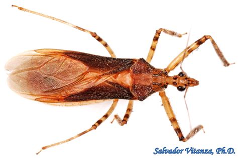 Hemiptera Heteroptera Reduviidae Castolus Ferox Assassin Bugs A Urban Programs El Paso County