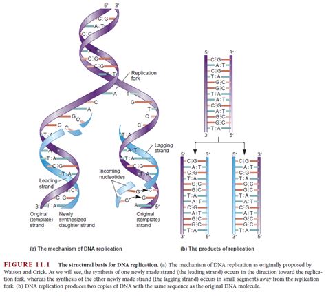Dna Replication Of Prokaryotes