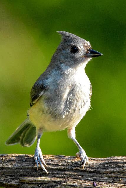 鸟 Tufted Titmouse 鸟类学 Pixabay上的免费照片