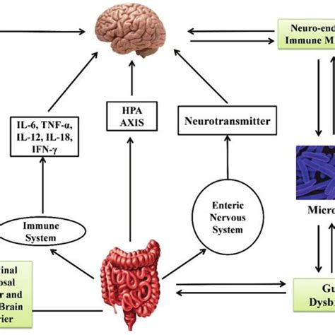Representation Of The Bidirectional Link Of Brain Gut Axis HPA
