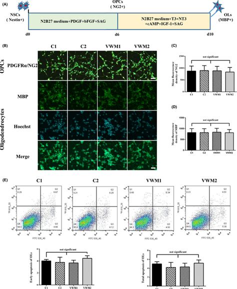 Differentiation Of IPSCderived NSCs Into Oligodendrocytes A