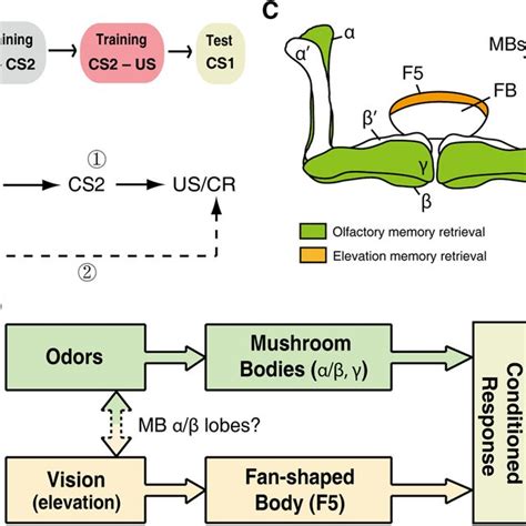 a model of memory retrieval processing of cross modal sp a the download scientific diagram