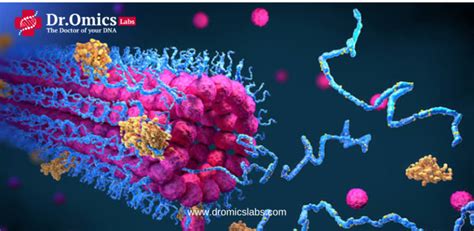 Protein Structure Visualization Tools DrOmics Labs