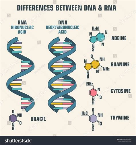 Vector Scientific Icon Spiral Of Dna And Rna An Illustration Of The