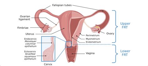 Figure E Anatomy Of The Female Reproductive Tract A Visual Depiction Download Scientific