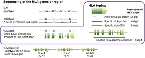 the impact of next generation sequencing technologies on hla research journal of human genetics