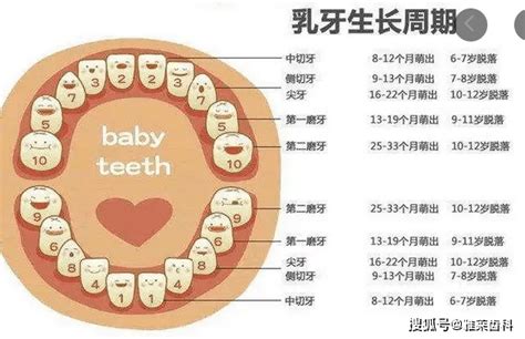 完整的儿童长牙儿童换牙顺序图20颗雅莱齿科官网 雅莱齿科官网